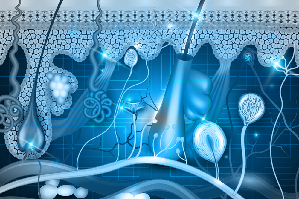 Anatomie des cheveux. Partie 1 : Structure interne sous-cutanée des ...